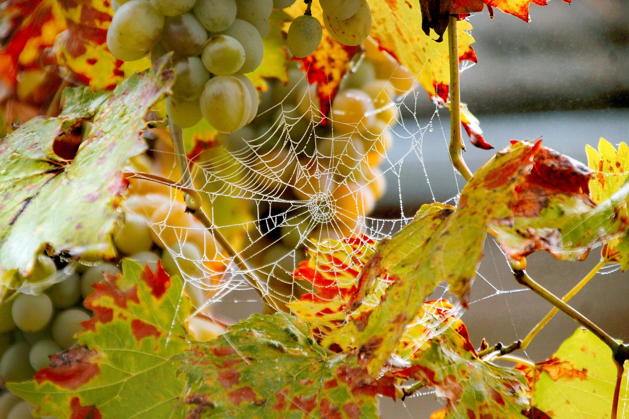 Vinogradniki v Sloveniji: Zadnji rok za pregled zaradi zlate trsne ...